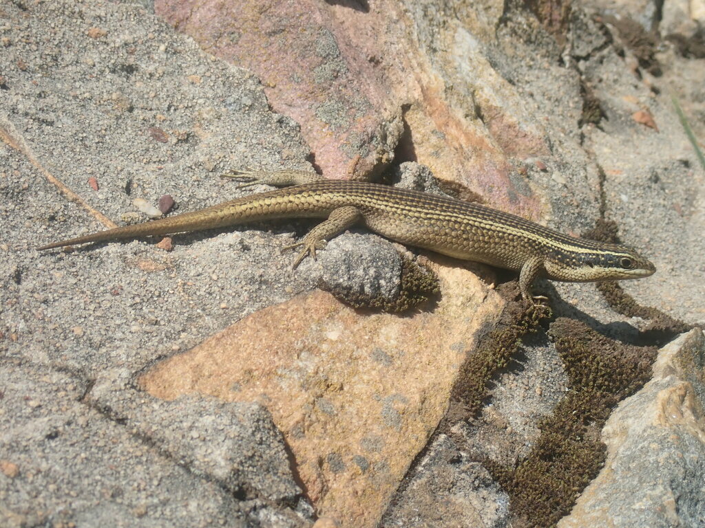 Speckled Rock Skink from Ehlanzeni District Municipality, South Africa ...