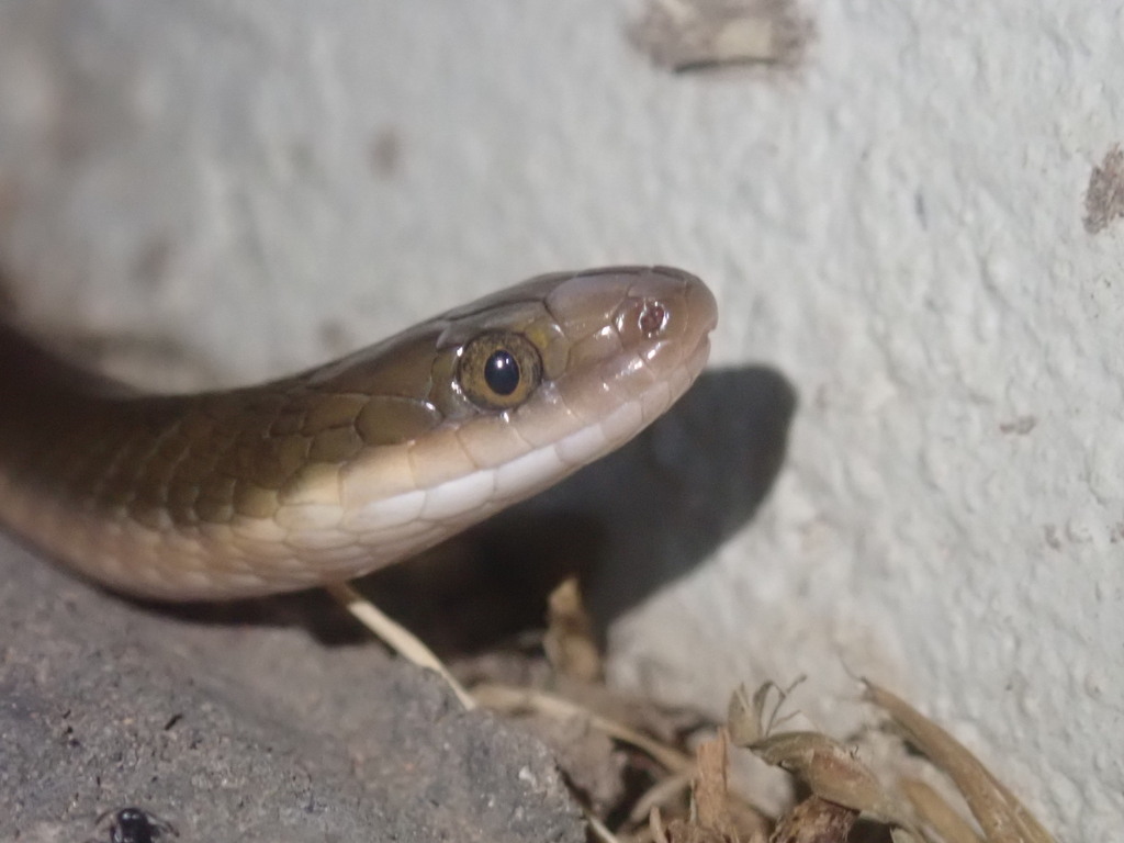 Common Brown Water Snake from Ehlanzeni District Municipality, South ...