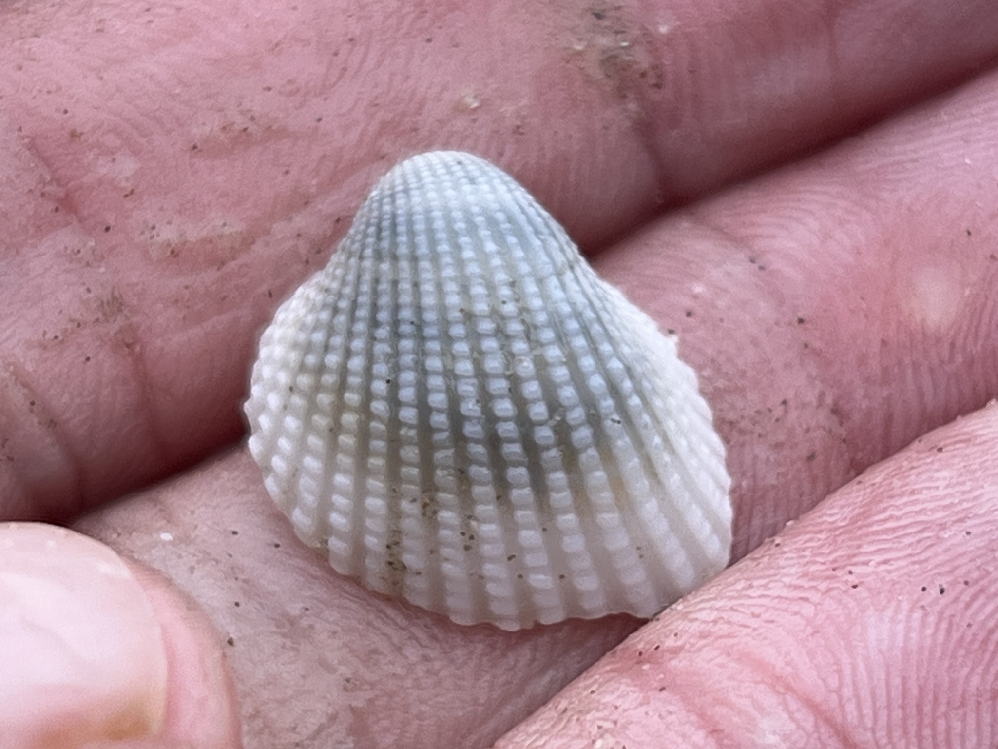 Anadara chemnitzii (Philippi, 1851)