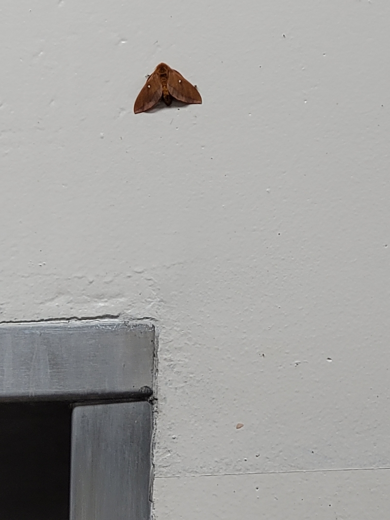 Southern Pink-striped Oakworm Moth from Tampa, FL 33620, USA on October ...