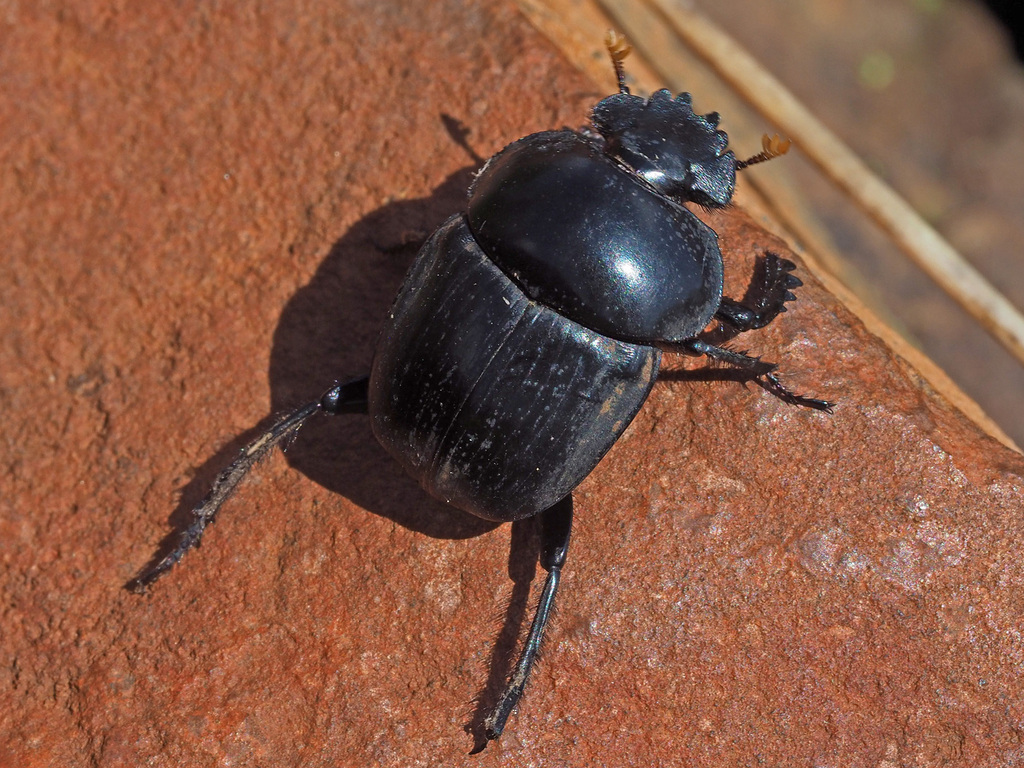 Scarabaeus rusticus from Suikerbosrand Nature Reserve, Sedibeng ...