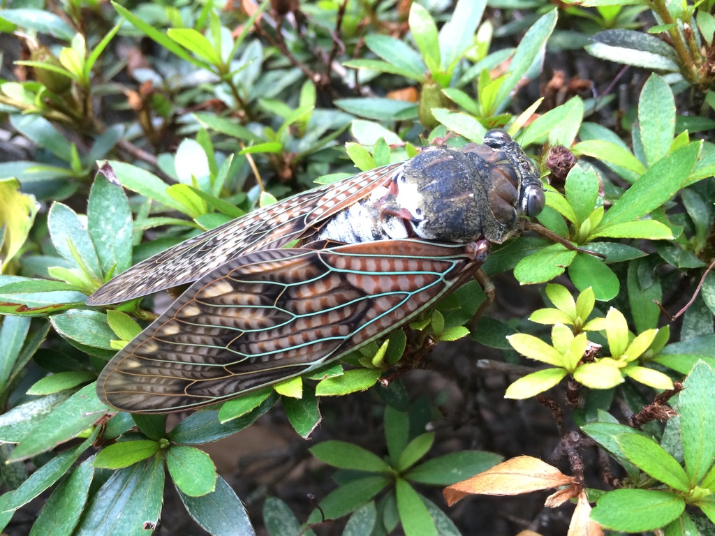 Large Brown Cicada from Koishikawa, Bunkyo City, Tokyo 112-0002, Japan ...