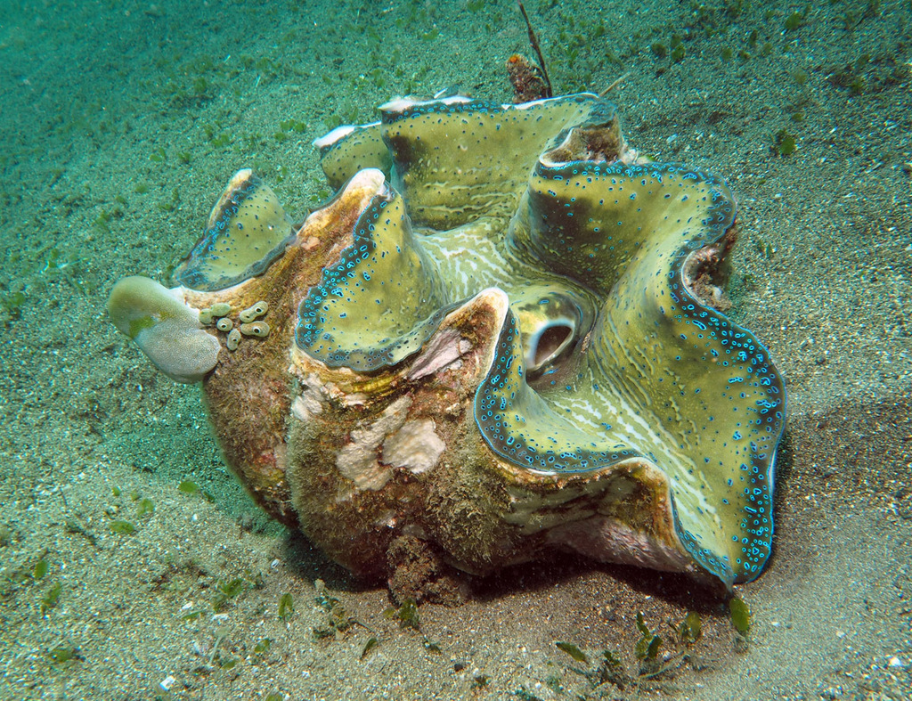 Gigas Giant Clam in May 2019 by uwkwaj. Clam study site; about a dozen ...