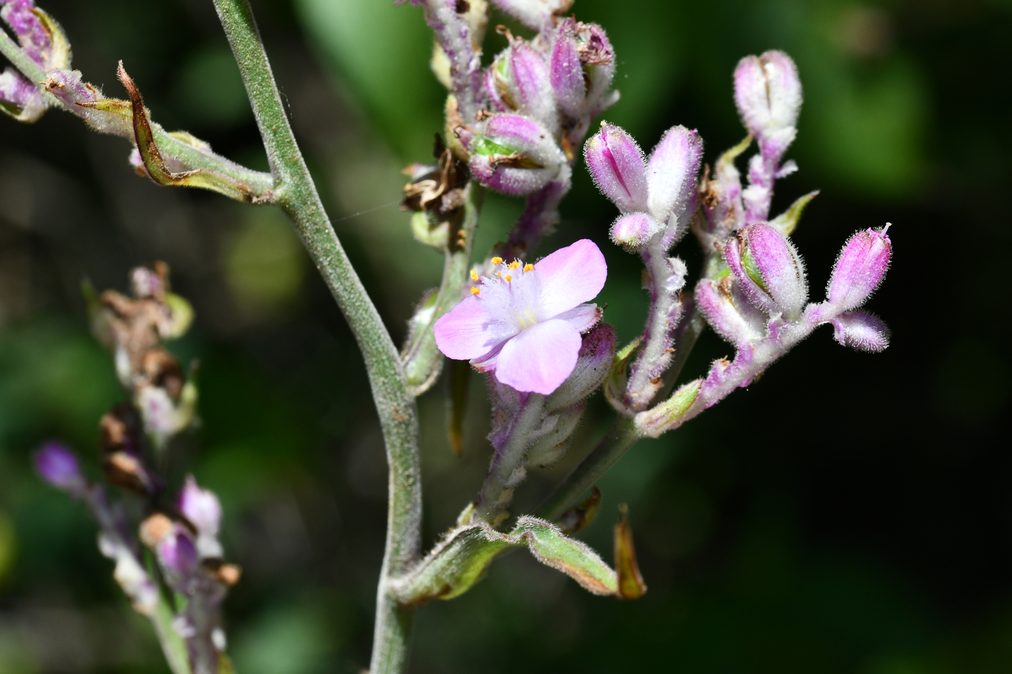 Thyrsanthemum floribundum (M.Martens & Galeotti) Pichon
