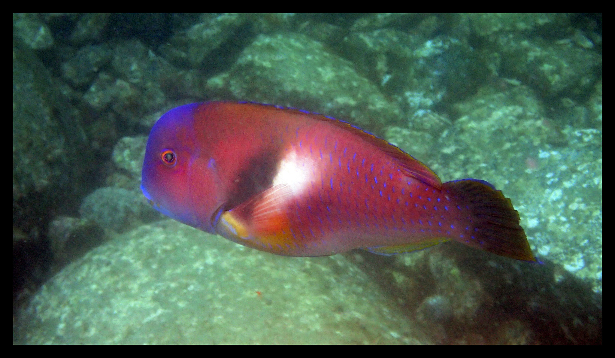 Choerodon azurio (Jordan & Snyder, 1901)