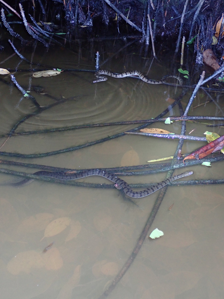 Grand Cayman Water Snake from Grand Cayman, West Bay, KY on January 10 ...