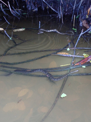 Grand Cayman Water Snake (Tretanorhinus variabilis lewisi) - Snakes and ...