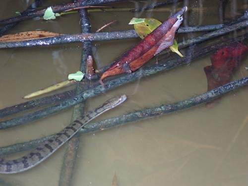 Grand Cayman Water Snake (Tretanorhinus variabilis lewisi) - Snakes and ...