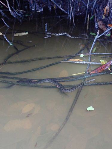 Grand Cayman Water Snake (Subspecies Tretanorhinus variabilis lewisi ...