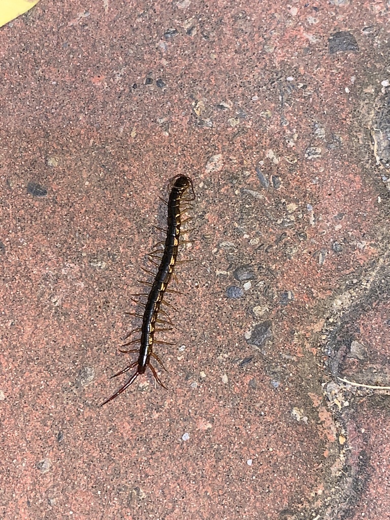 Chinese Red-headed Centipede from 高雄都會公園, TW on October 20, 2022 at 07: ...
