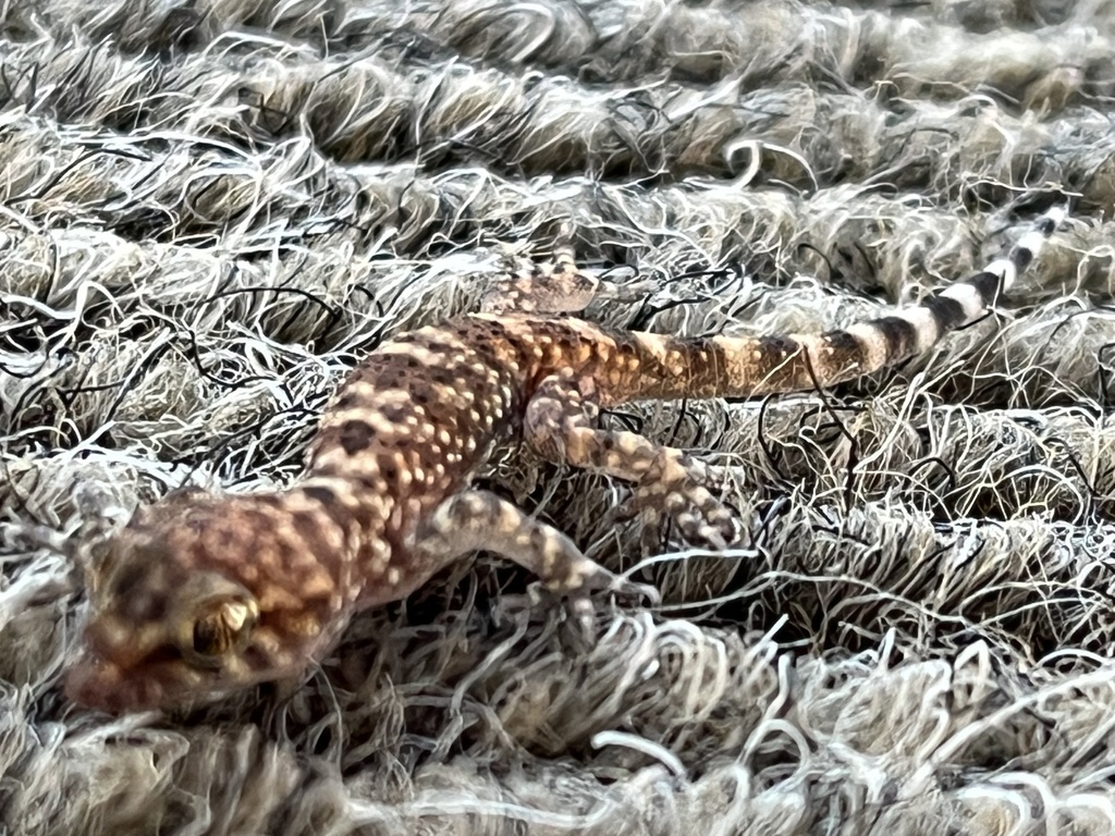 Mediterranean House Gecko from Coconino National Forest, Sedona, AZ, US ...