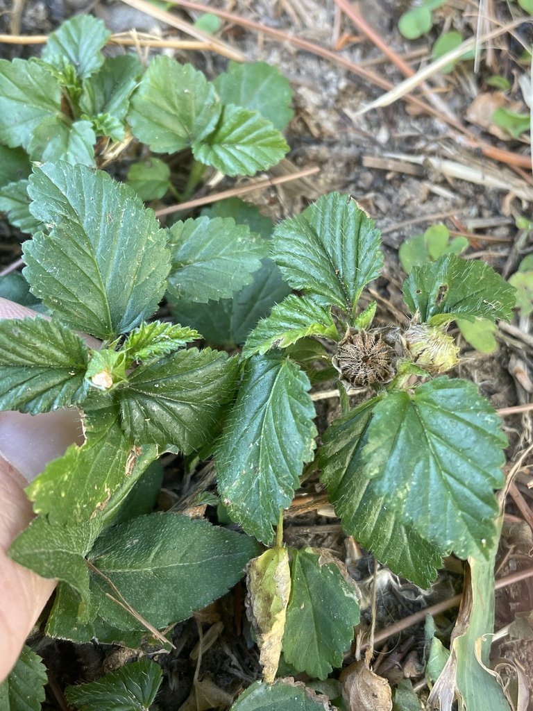three-lobe false mallow from Post Oak Timber Dr, Houston, TX, US on ...