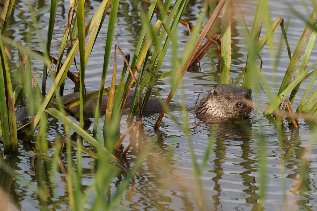 Eurasian Otter in October 2022 by Sven Gippner · iNaturalist