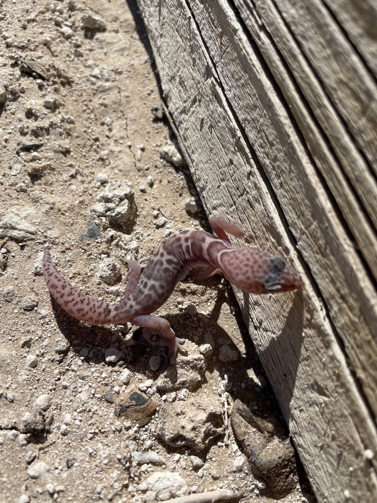 Western Banded Gecko from Tule Springs Fossil Beds National Monument ...