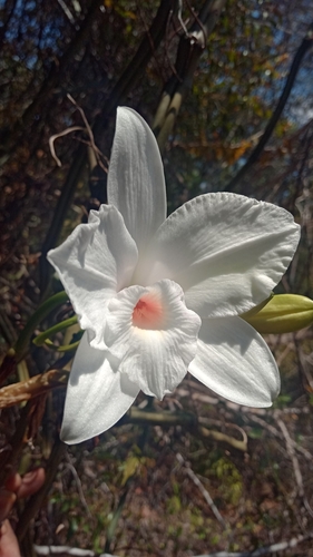 Leafless Vanilla orchids (Complex Vanilla madagascariensis) · iNaturalist