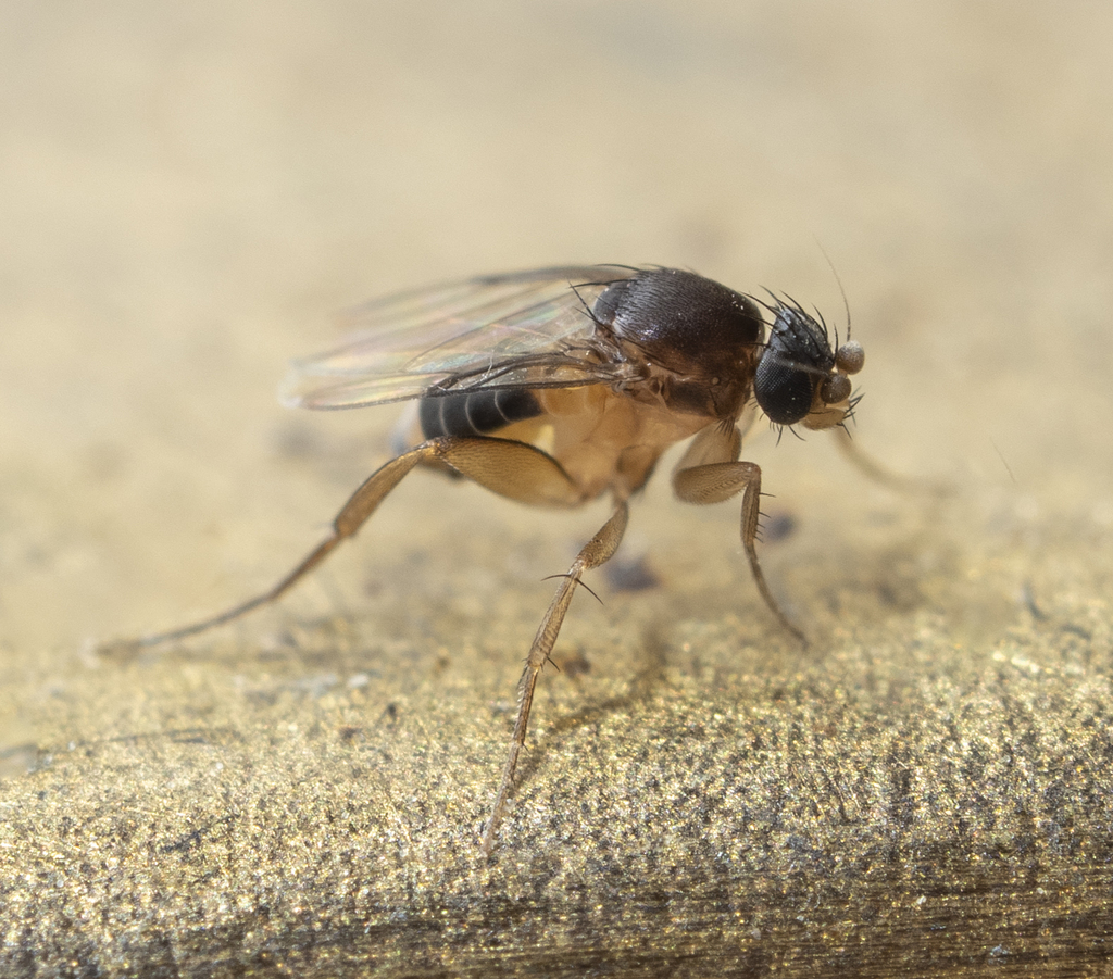 Humpbacked Flies from Papeete Dr, Plano, TX 75075, USA on August 29 ...