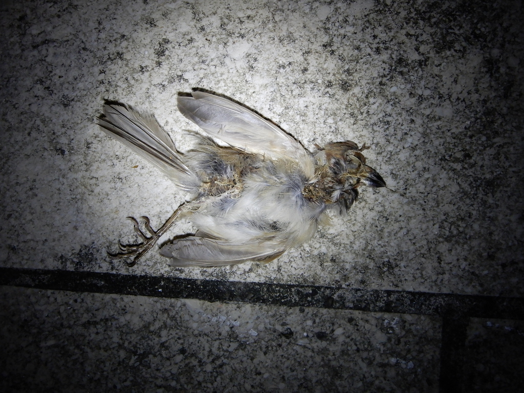 Eurasian Tree Sparrow from 中正紀念堂, Zhongzheng, Taipei, Taiwan on October ...