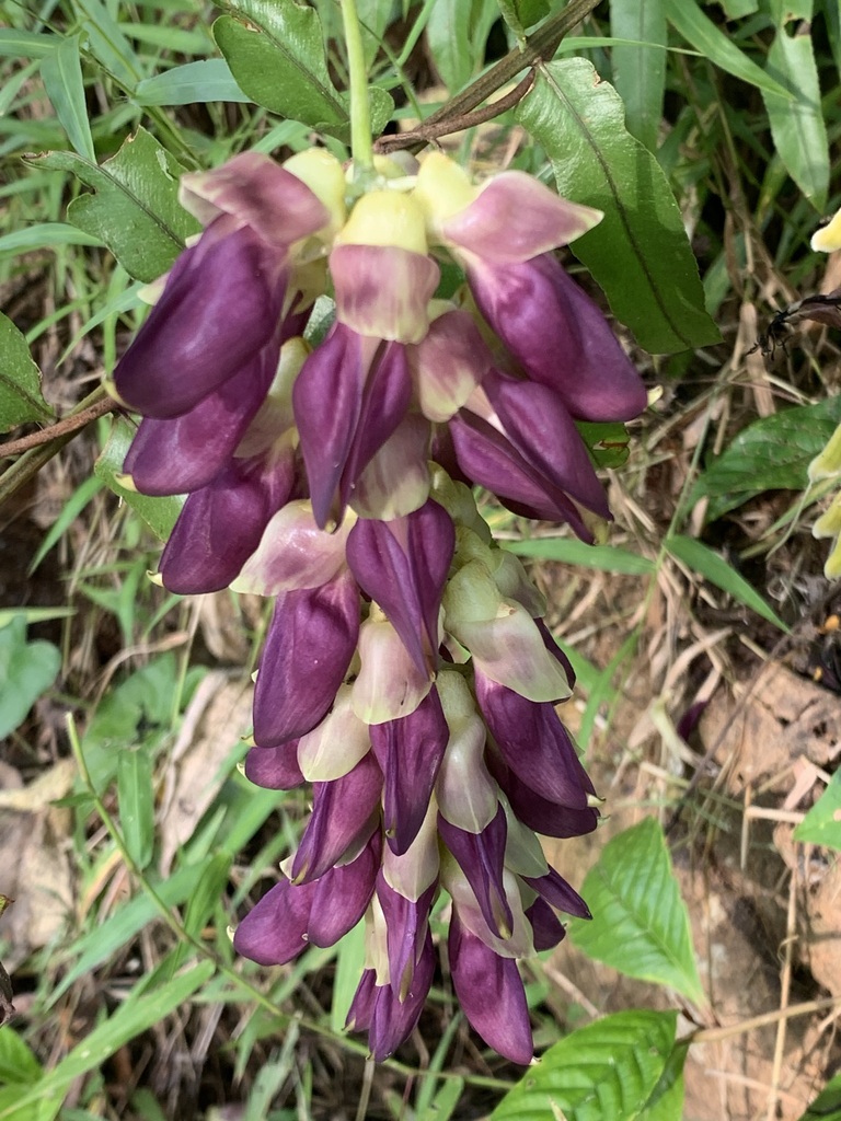 Velvet bean (Mucuna pruriens) - Botanical Realm