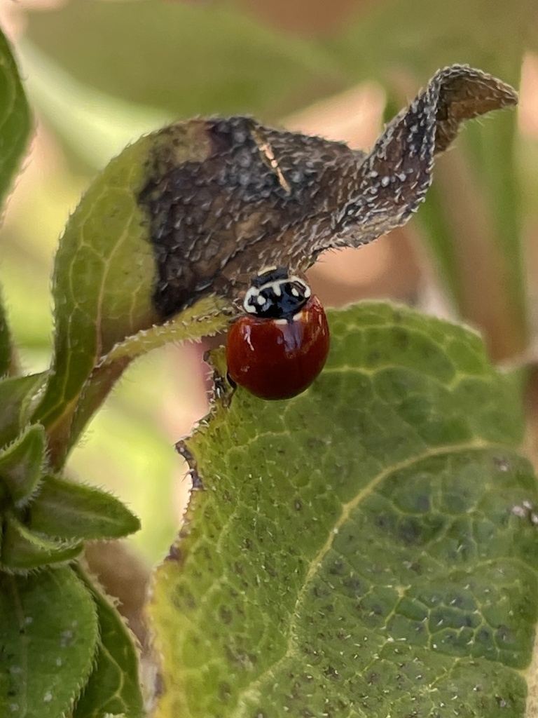 Spotless Lady Beetle from Santa Barbara Ave, San Luis Obispo, CA, US on ...