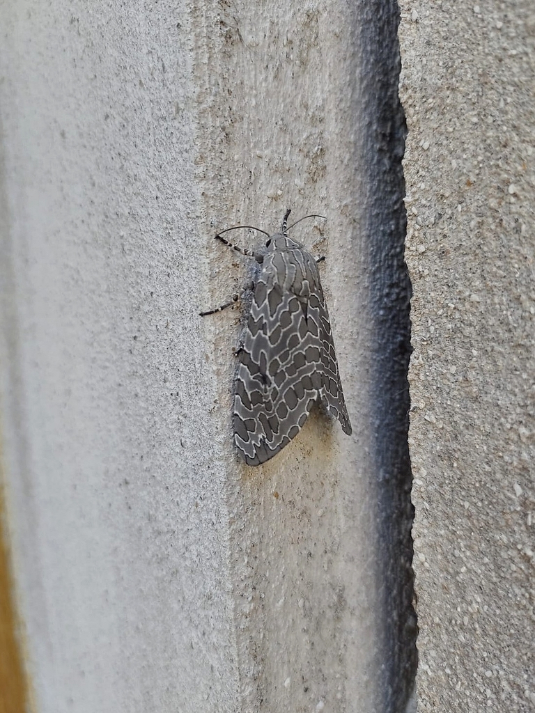 Hypercompe indecisa from Mar del Plata, Provincia de Buenos Aires ...