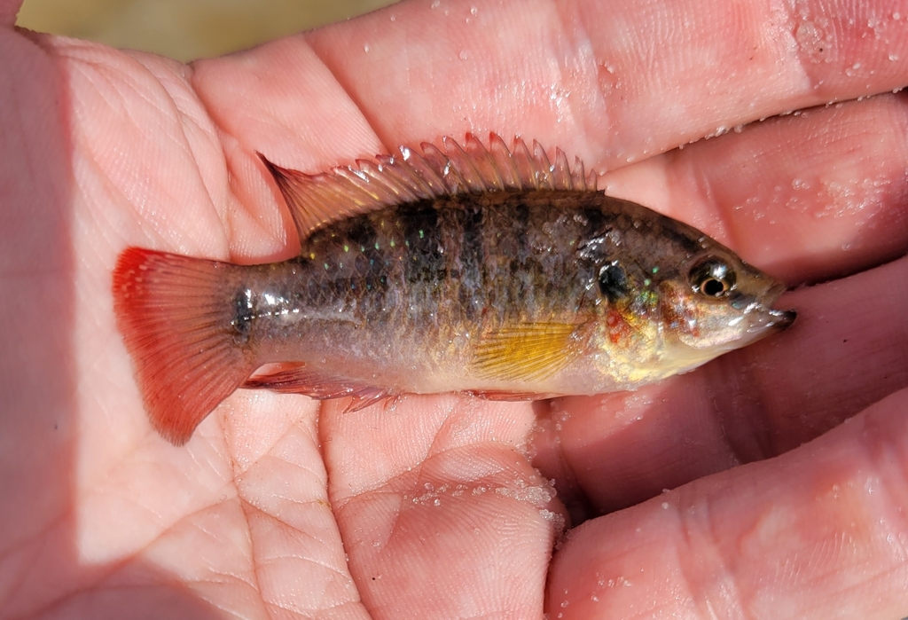 African Jewelfish from Lake Placid, FL 33852, USA on October 20, 2022 ...