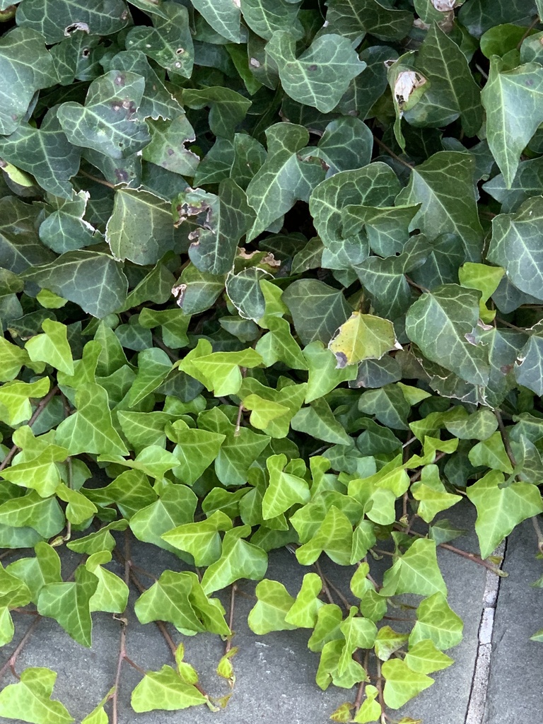 ivies from Kew Gardens Hills, Queens, NY, USA on October 20, 2022 at 10 ...