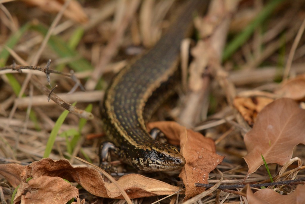 Northern Spotted Skink (Lizards of Aotearoa ) · iNaturalist