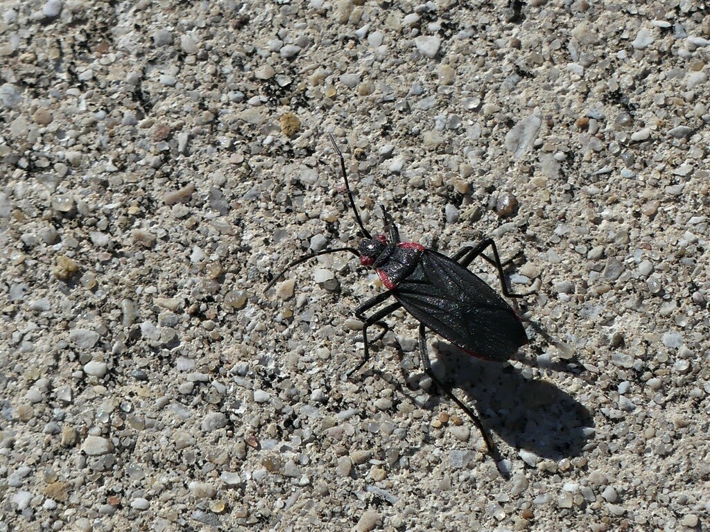 Red-shouldered Bug from Collin, Texas, United States on October 17 ...