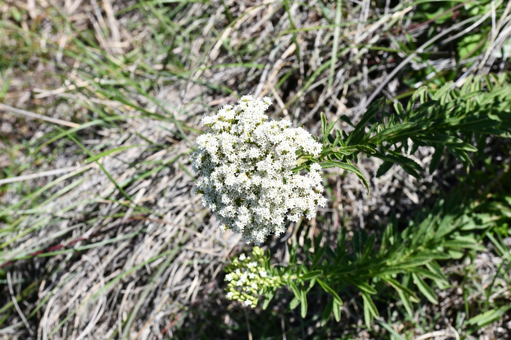 Sawtooth Candyleaf from Ocoyucan, Puebla, Mexico on September 28, 2022 ...