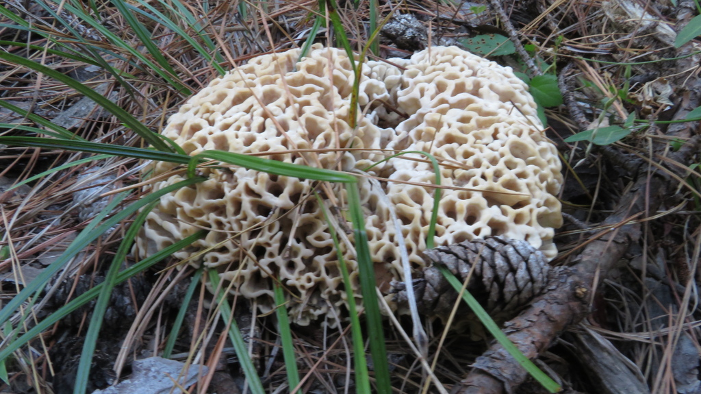 Eastern cauliflower mushroom from I.D. Fairchild State Forest, Cherokee ...