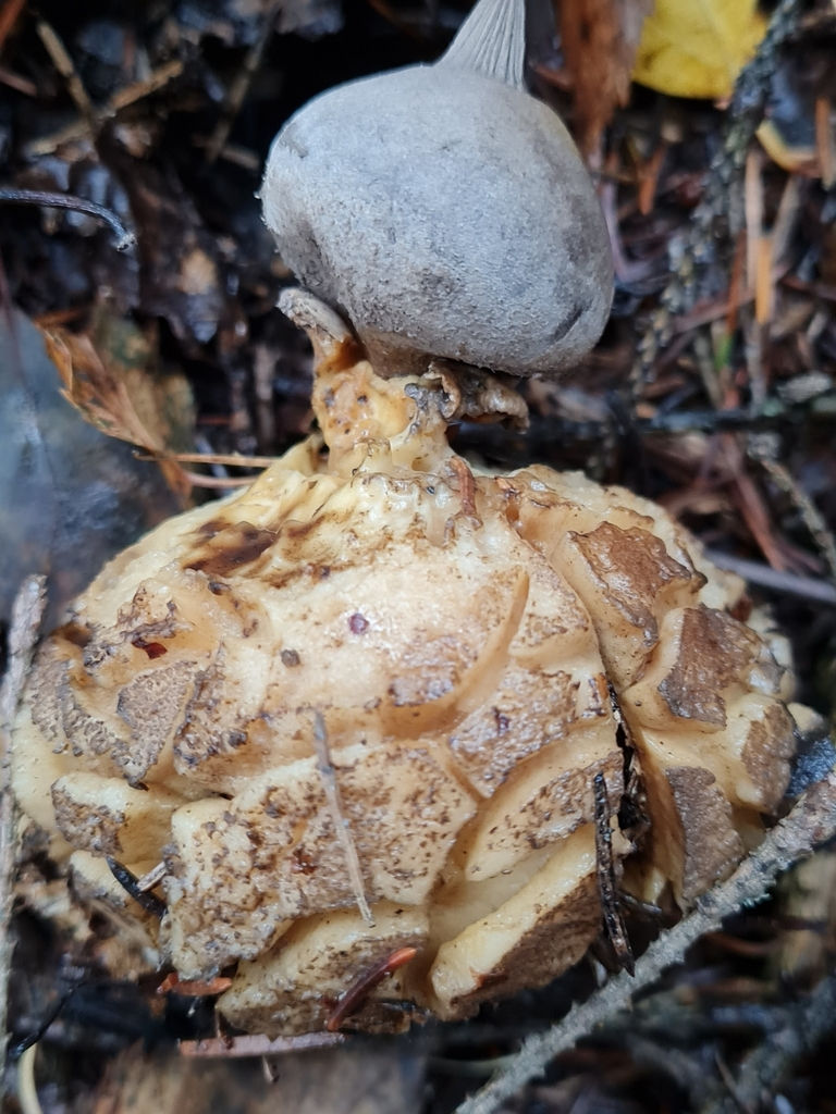Beaked Earthstar from Rybno-Slobodskiy rayon, RU-TT, RU on October 20 ...