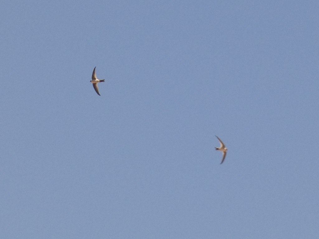 Andean Swift from Humahuaca Department, Jujuy, Argentina on October 20 ...