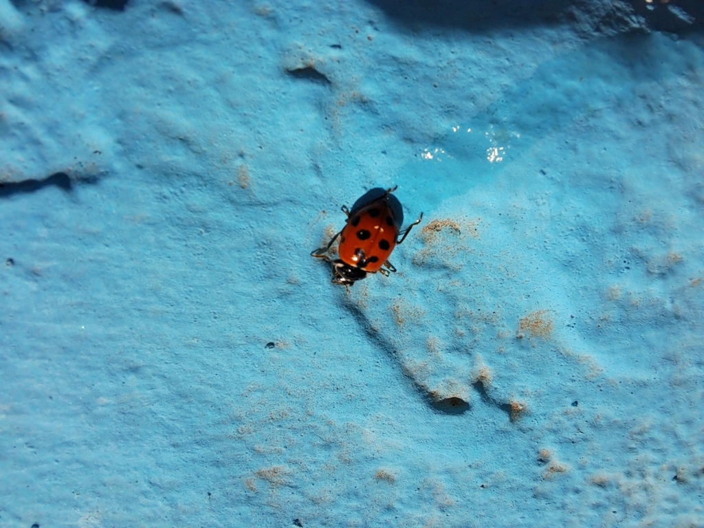 Variegated Lady Beetle from General Pico on October 20, 2022 at 03:59 ...