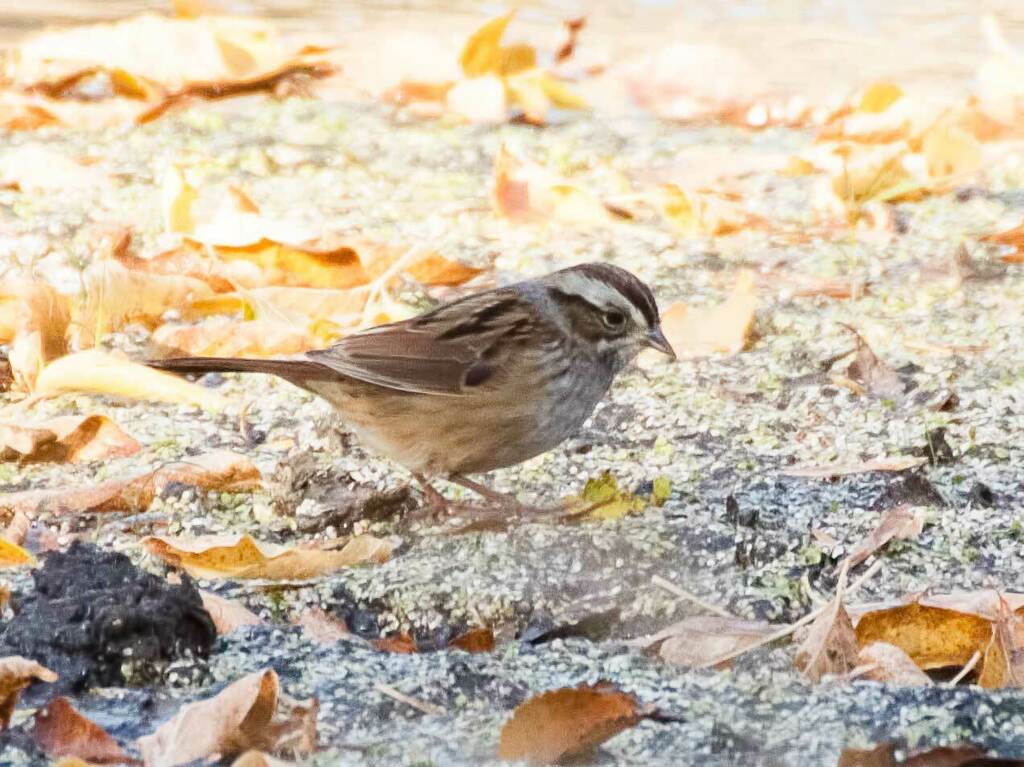 Swamp Sparrow from Willard-Hay, Minneapolis, MN, USA on October 20 ...