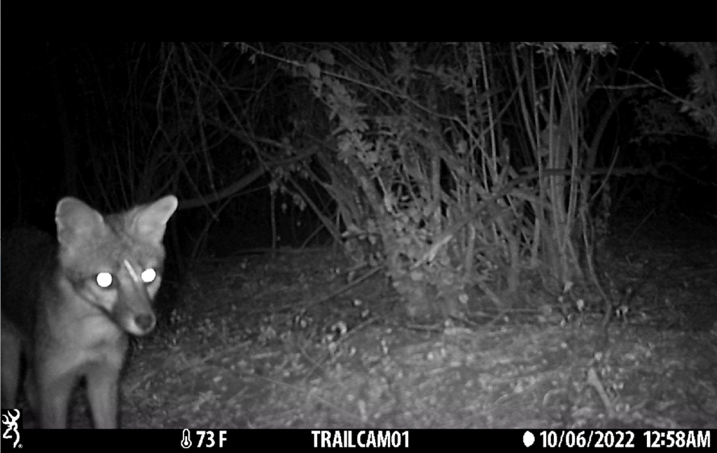 Gray Fox from Frio County, TX, USA on October 07, 2022 at 12:58 AM by ...