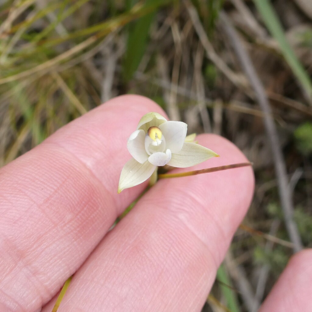 white sun orchid in October 2022 by Chris Seager · iNaturalist
