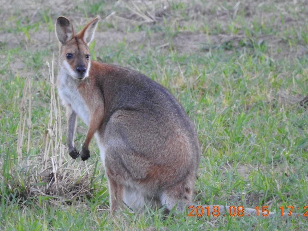 Red-necked Wallaby (Notamacropus rufogriseus) - Know Your Mammals