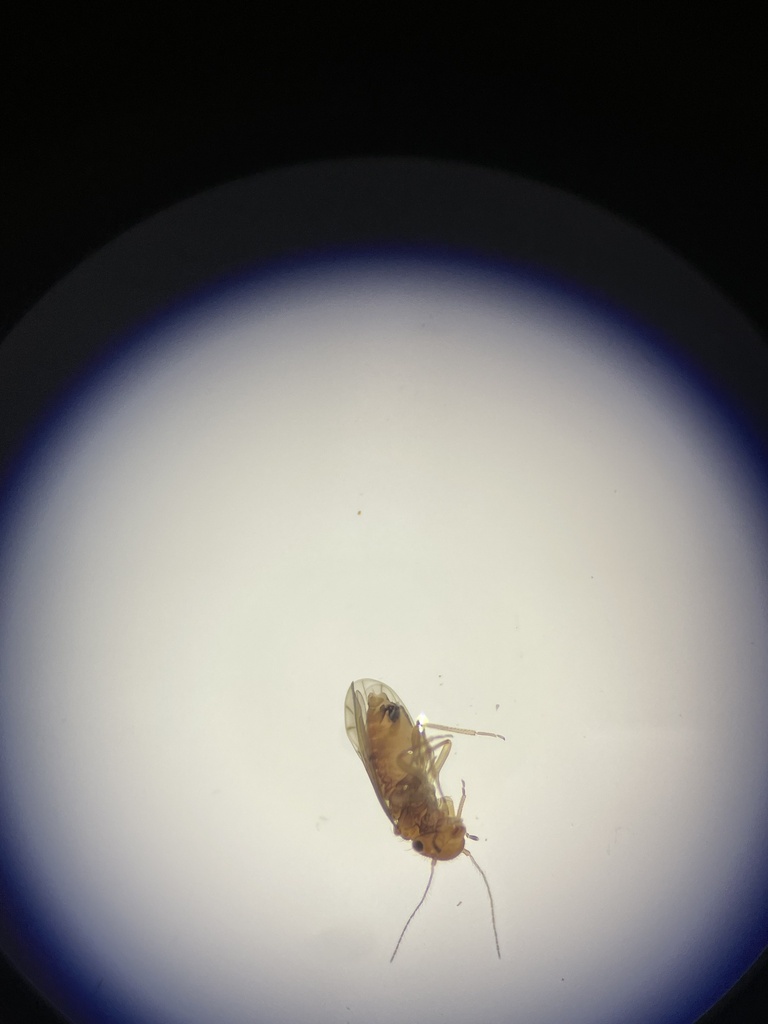 Psocomorpha from Troy University, Troy, AL, US on October 13, 2022 at ...