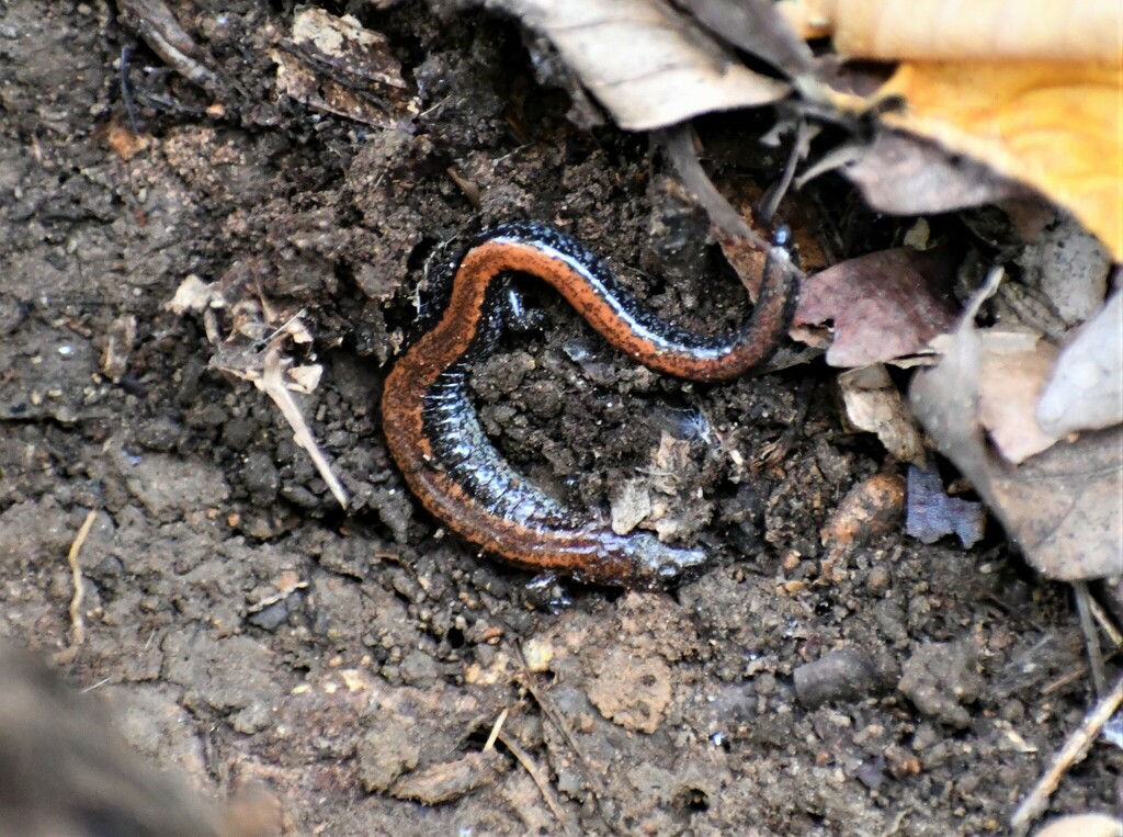 Eastern Red-backed Salamander from Hershey, PA, USA on October 18, 2022 ...