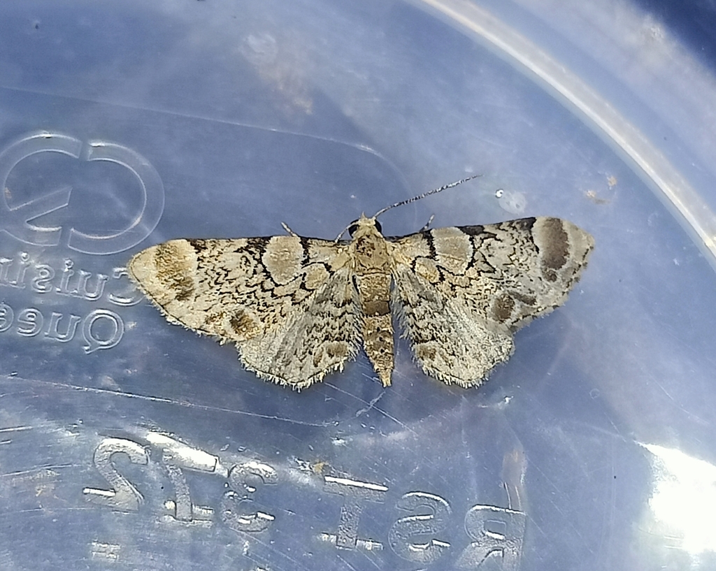 Mottled Forest Pug from Maraetotara, New Zealand on October 20, 2022 at ...