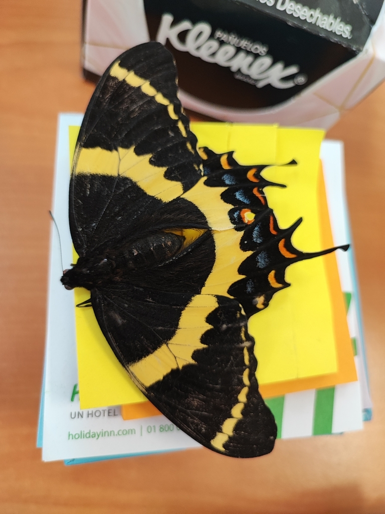 Magnificent Swallowtail from Centro Comunitario Cemex Guadalajara on ...