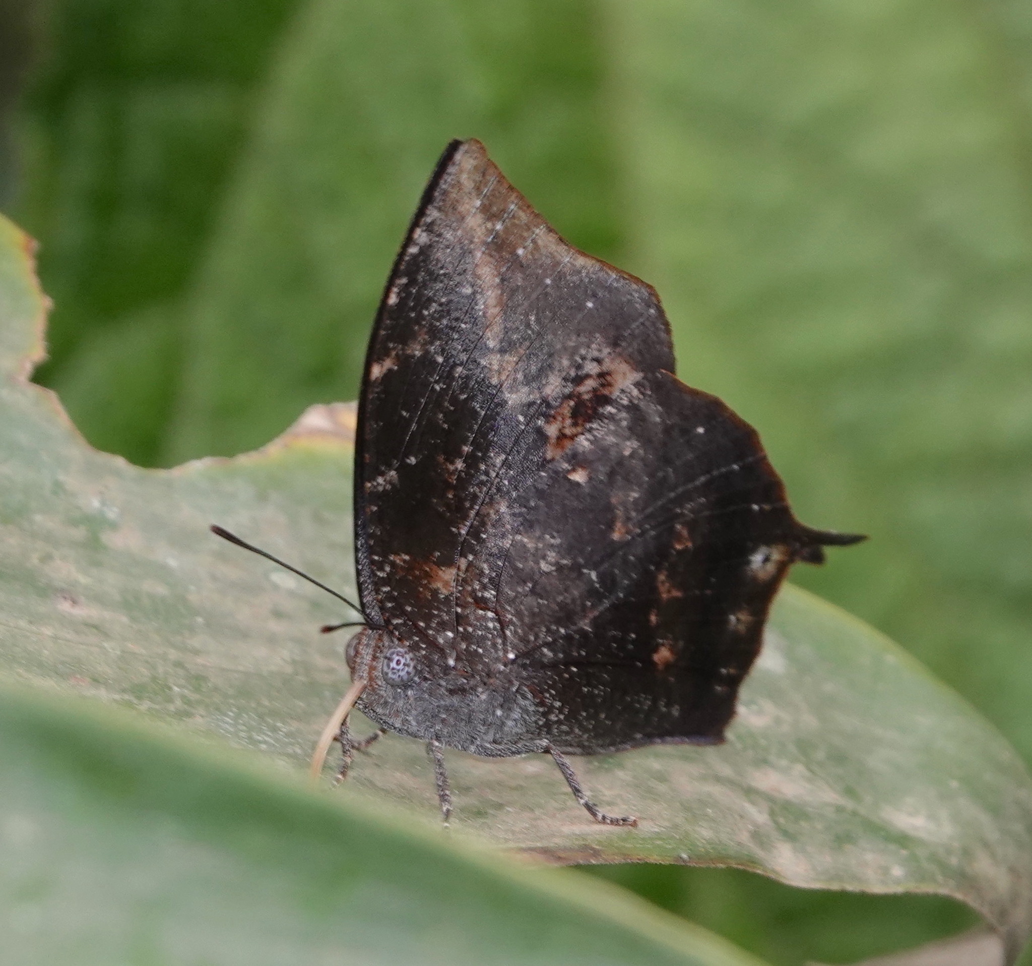 Memphis acidalia (Hübner, 1819)