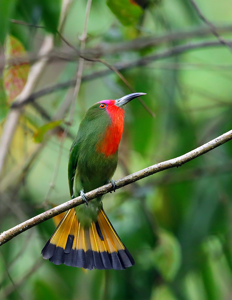 Red-bearded Bee-eater from Лахад-Дату, Сабах, Малайзия on September 21 ...