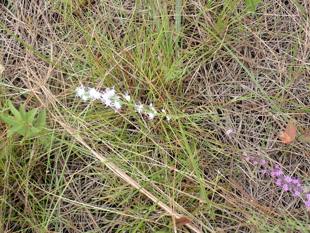 slender blazing-star from Manatee, Florida, United States on October 20 ...