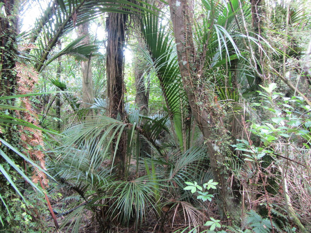Nikau palm from Cape Foulwind 7892, New Zealand on October 10, 2022 at ...