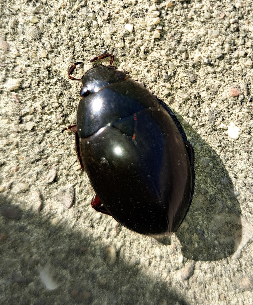 Dibolocelus from Corpus Christi, TX 78414, USA on October 20, 2022 at ...