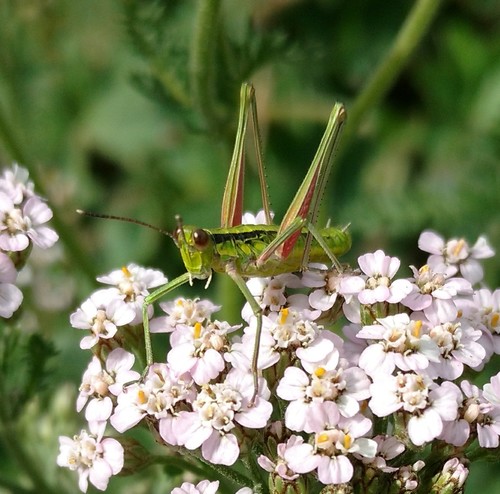 Subfamily Gomphomastacinae · iNaturalist