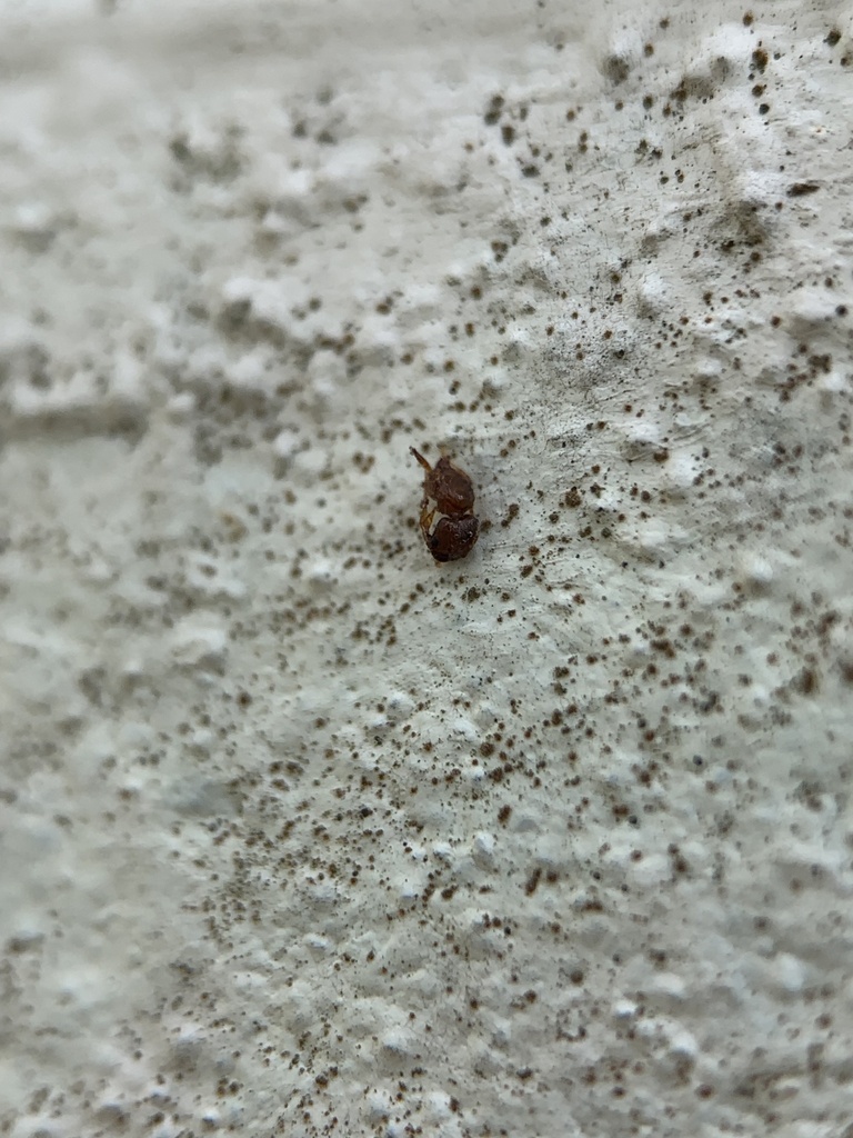 Pheidole parva in October 2022 by Lucas Garriga. Many dismembered ants ...