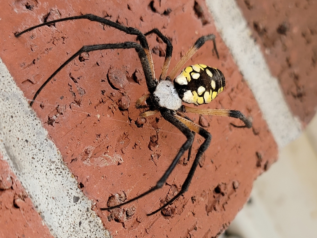 Yellow Garden Spider in October 2022 by Nova · iNaturalist