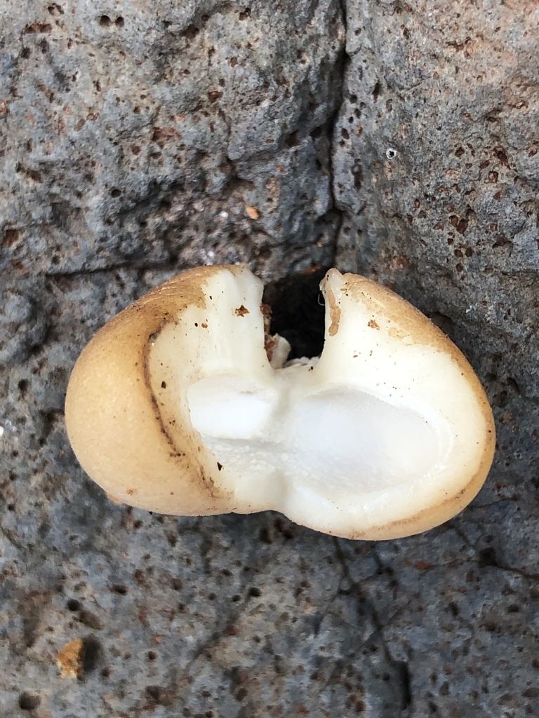Veiled Polypore from Prescott National Forest, Jerome, AZ, US on ...